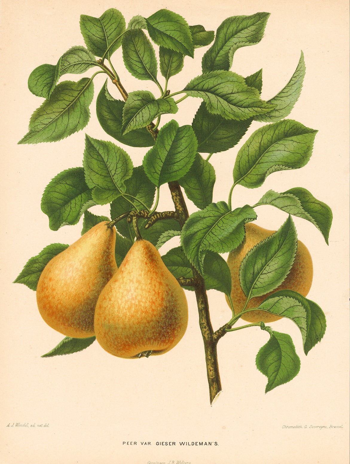 Oma’s stoofperen, met 4 simpele recepten – remcoosculiflowers